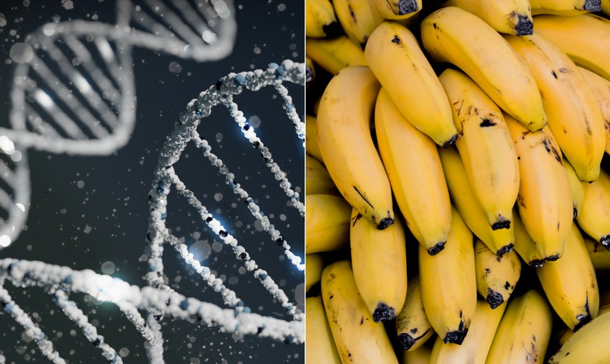 Nós realmente compartilhamos 60% de nosso DNA com uma banana?