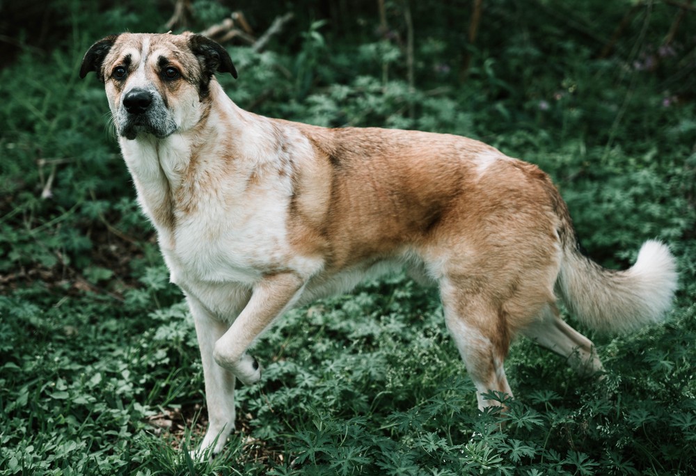 Descubra qual raça de cachorro você seria de acordo com seu mês de ...