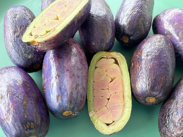 Fruta 'milagrosa' transforma sabores ácidos em doces; entenda