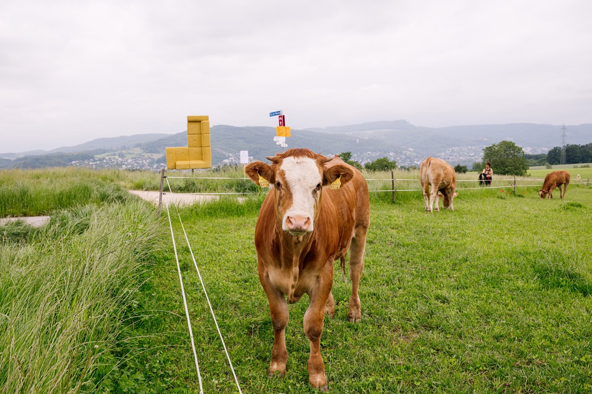 Ninguém disse às vacas para não lamber a obra: Basel Social Club é ...