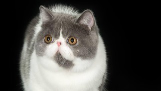 Dia internacional do gato: veja quantas horas os felinos precisam ...