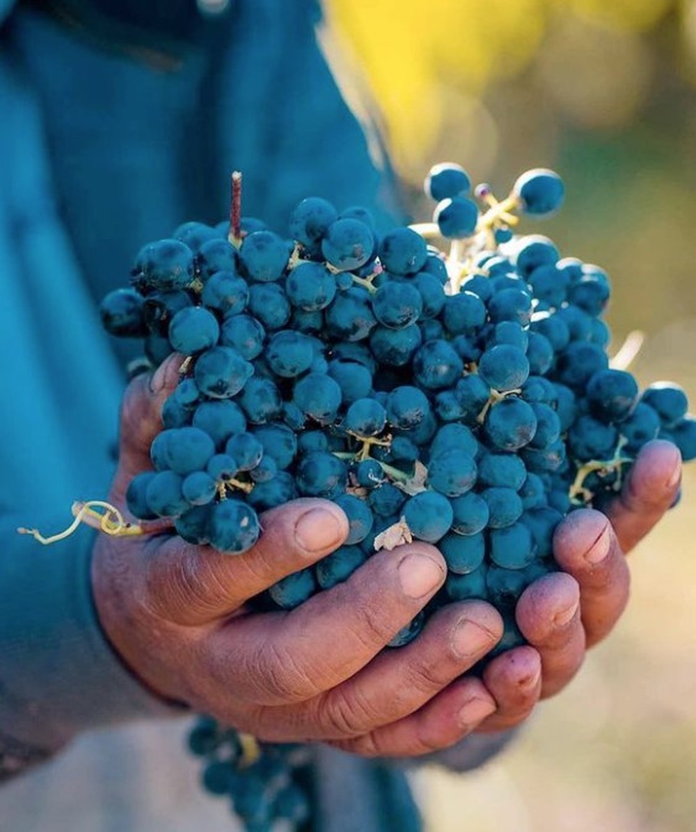 Vinho tinto chileno Neyen Espíritu de Apalta faz duas décadas com ...