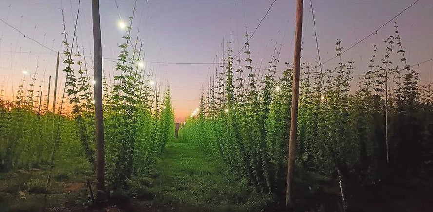 Luz artificial ‘engana’ plantas e viabiliza lúpulo no país
