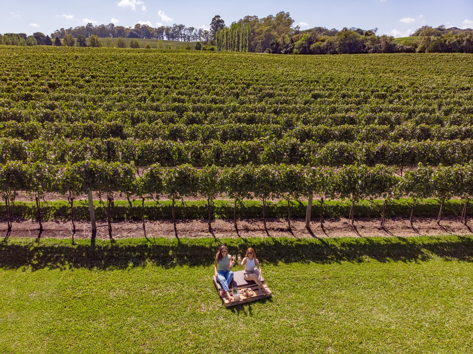 País, a uva tradicional chilena em vias de extinção que deu origem a ...