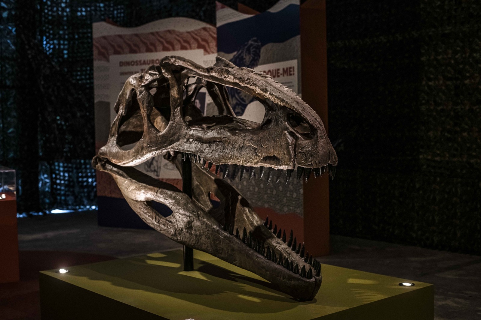 'Expodinos' tem réplica de esqueleto do maior dinossauro do mundo, com ...