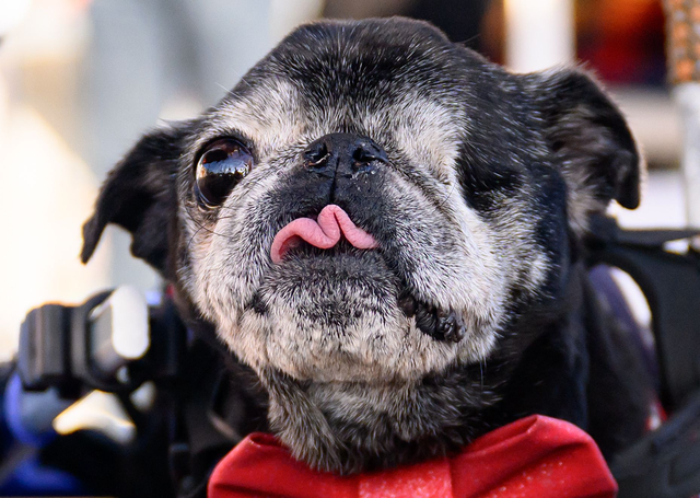 Pequinês de língua caída e sem dentes é eleito o cão mais feio do mundo