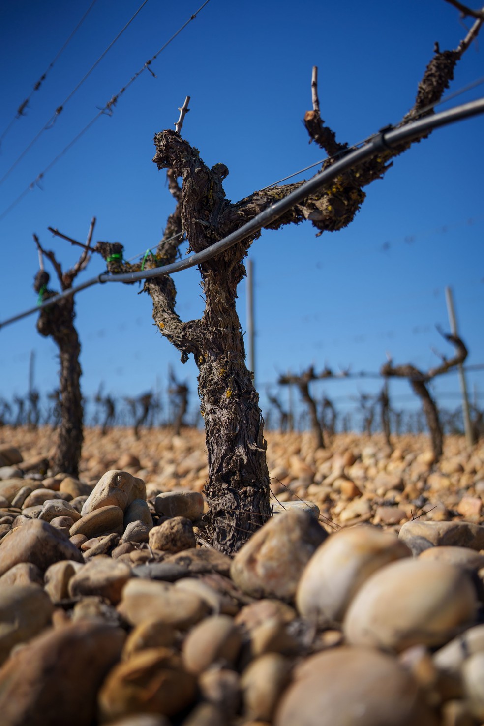 Vinhos de Portugal chega a SP: confira curiosidades sobre as regiões ...