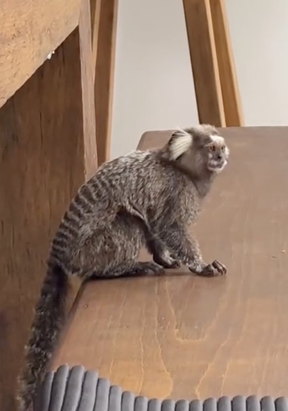 Casa de Sheron Menezes é 'invadida' por macaco e atriz tenta convencê ...