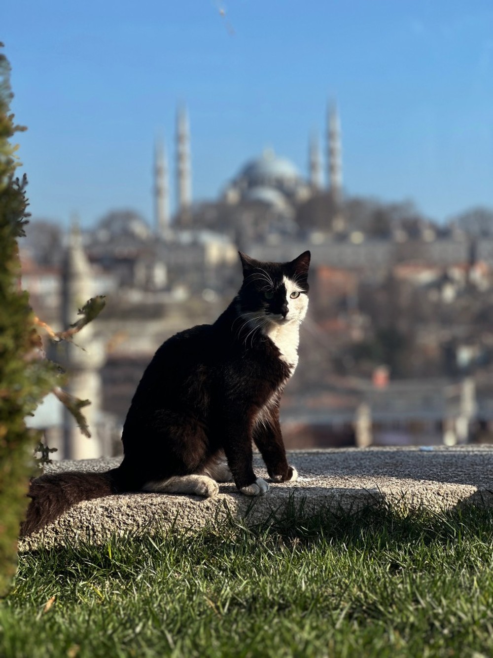 Istambul Pulsante: Saiba como aproveitar uma cidade surpreendente
