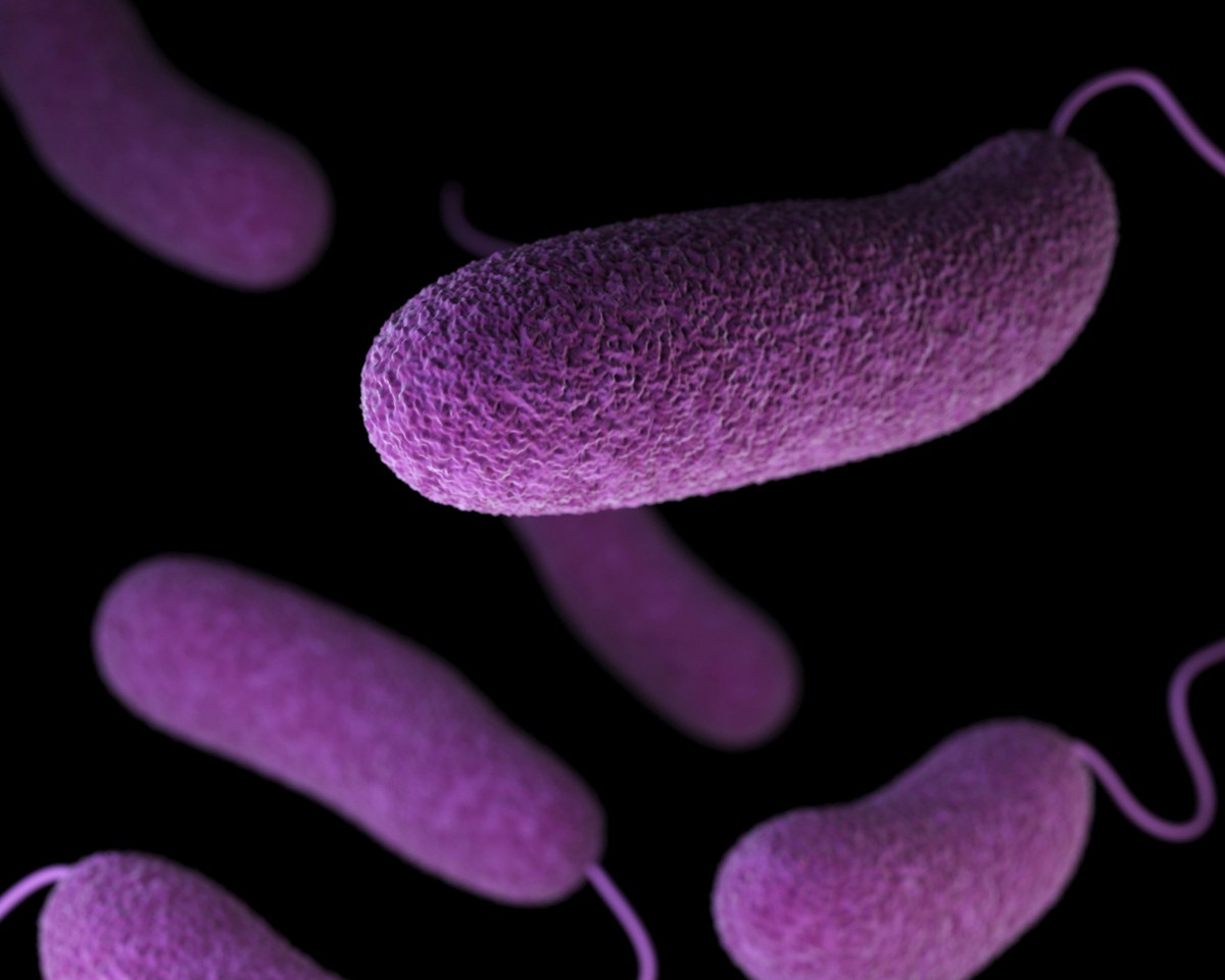 Cólera: Brasil tem 1º caso local desde 2006; saiba os sintomas e se há ...