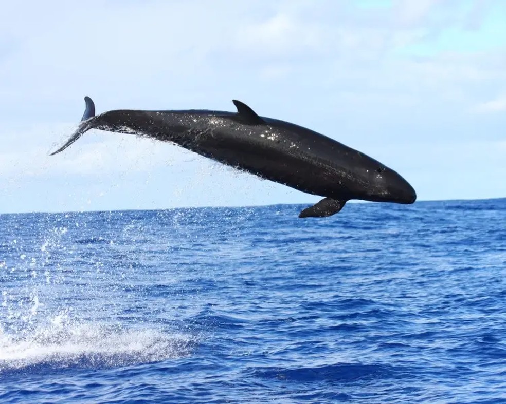 Grupo com 44 falsas-orcas e um golfinho precisou ser sacrificado após encalhar duas vezes na ...