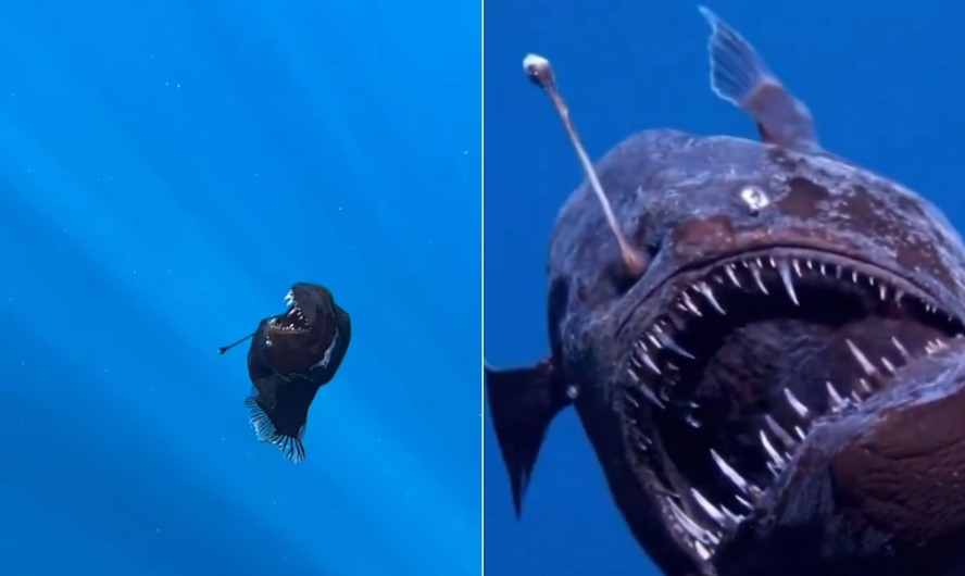 'Lembrado para sempre': Fotógrafo descreve encontro com peixe 'diabo ...