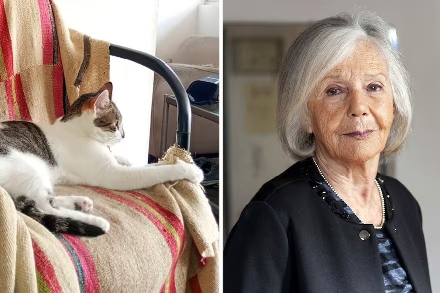 Bem Estar Da Gata De Falecida Intelectual Argentina Se Torna Questão Judicial