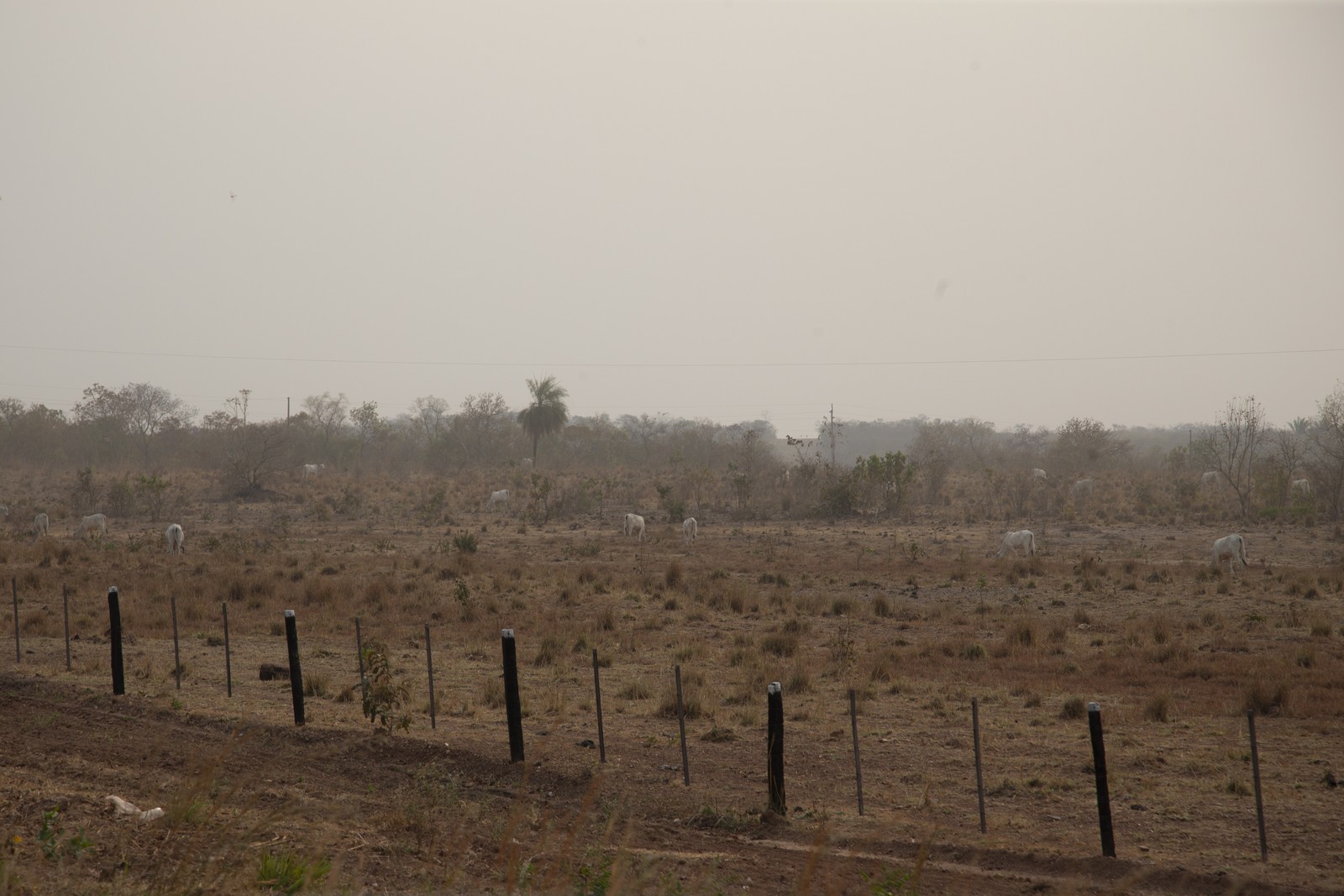 Em meio à maior seca da história do país, Minas Gerais concentra todos ...