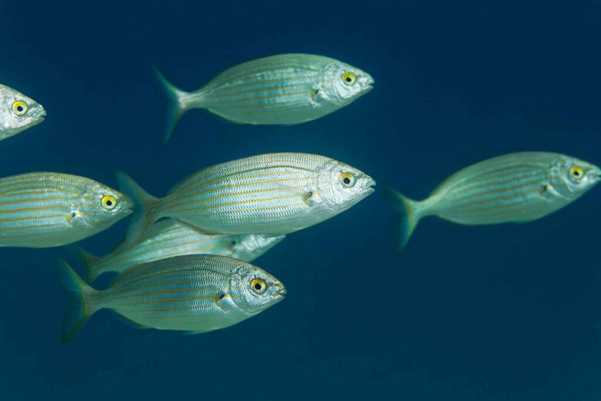 'Sarpa salpa': conheça peixe alucinógeno que provoca efeitos ...