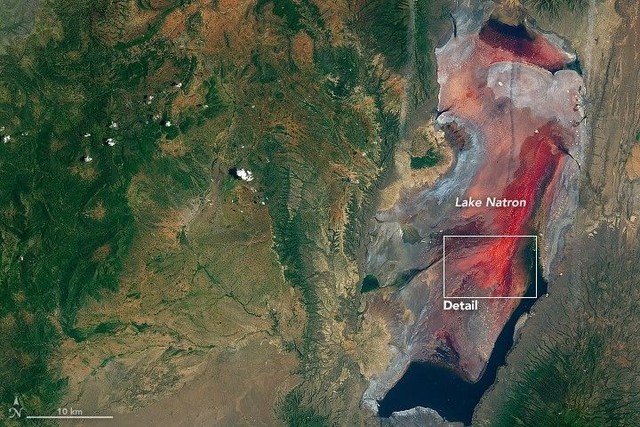 Lago na Tanzânia transforma animais em pedra? Cientistas explicam ...