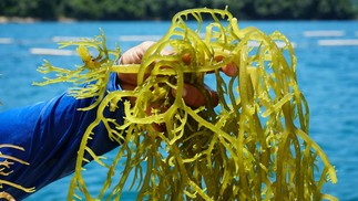Alga asiática que se adaptou no Brasil pode se tornar próximo grande ...