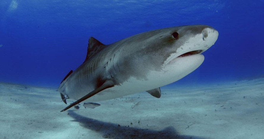 Homem é atacado por tubarão durante pesca submarina nas Bahamas e ...