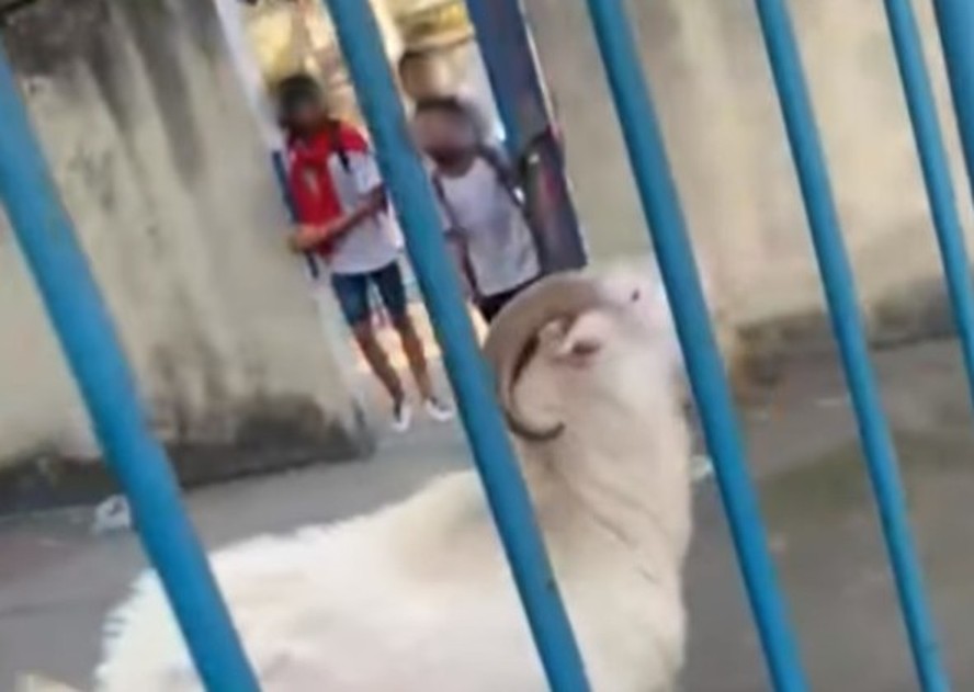 Bode na sala da aula: animal invade escola em Realengo, na Zona Oeste ...