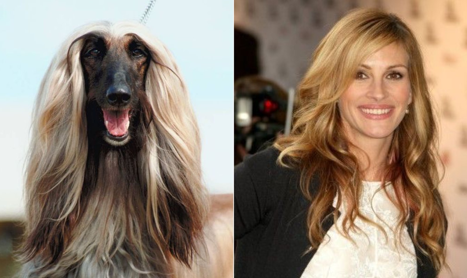 Influenciadora mineira tranquiliza seguidores após devolver cachorro ...