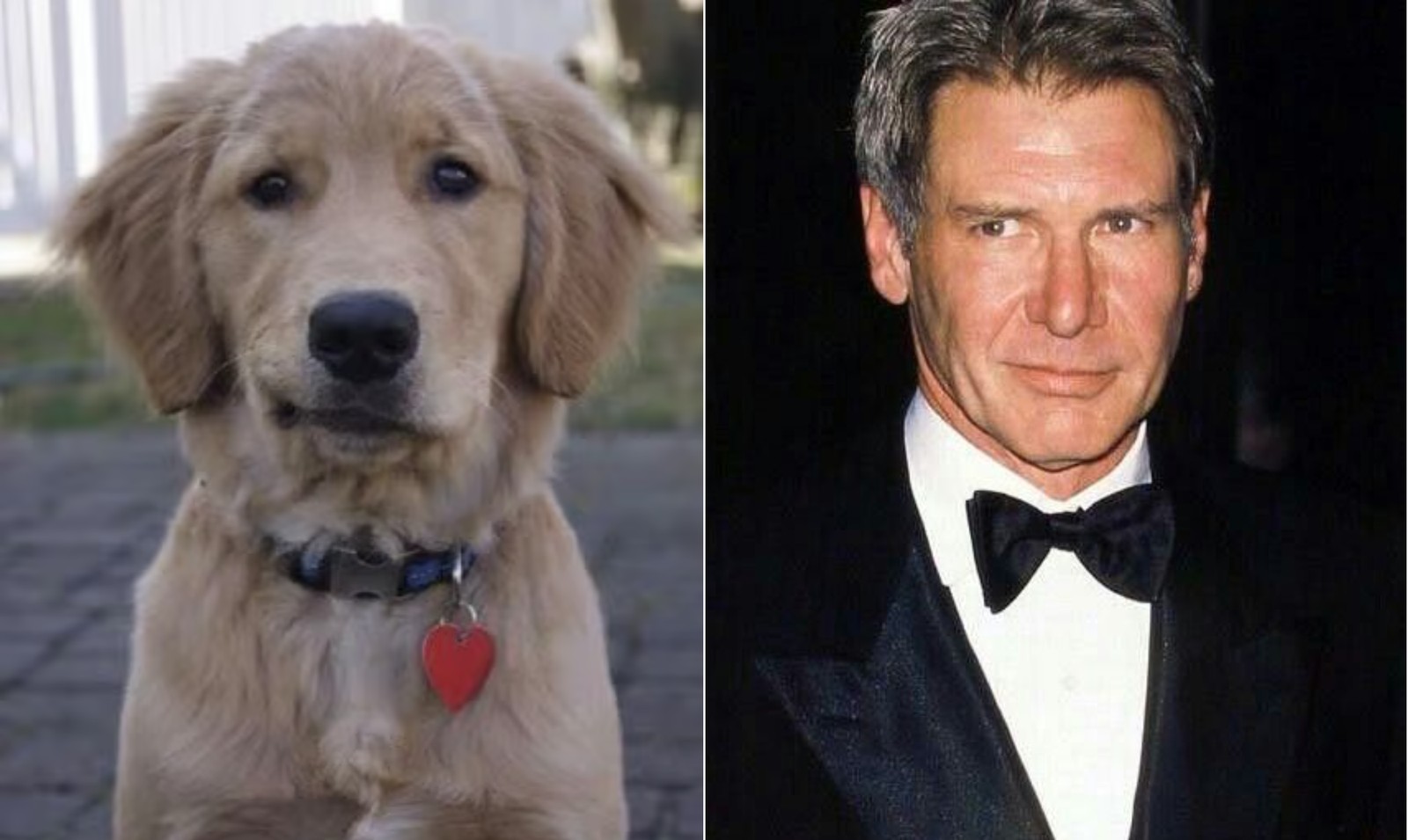 Influenciadora mineira tranquiliza seguidores após devolver cachorro ...