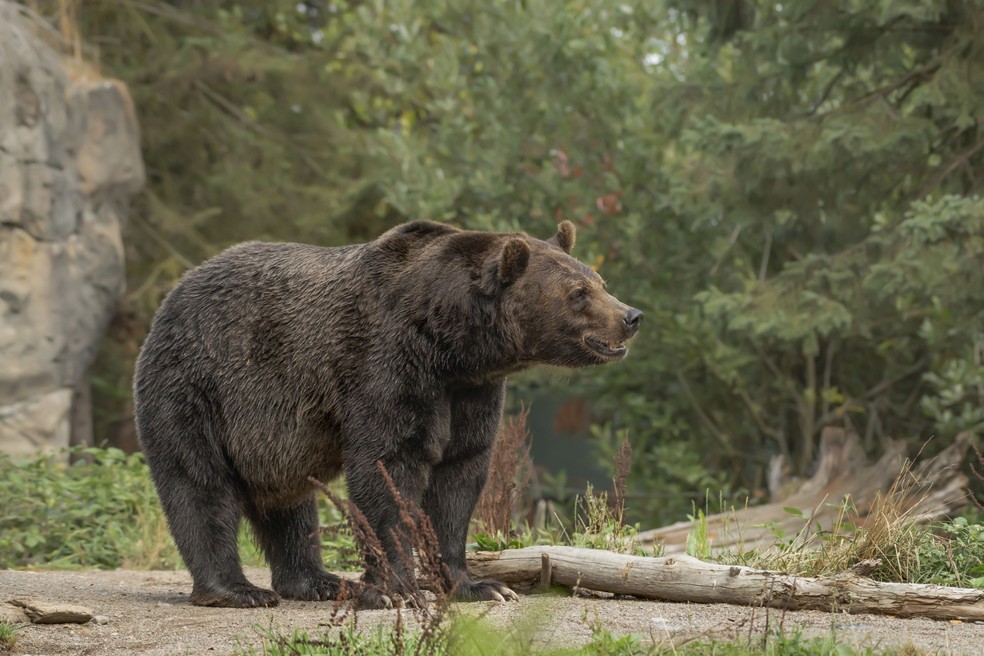 Urso invade cabana e ataca adolescente com síndrome neurológica nos ...