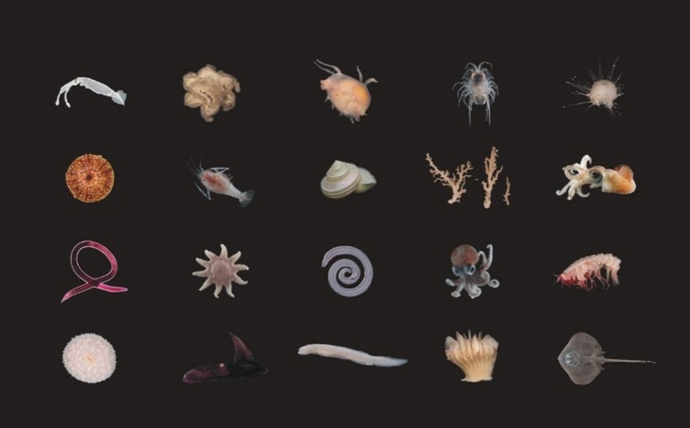 'Porco-do-Mar': nova espécie é descoberta por pesquisadores na Nova ...