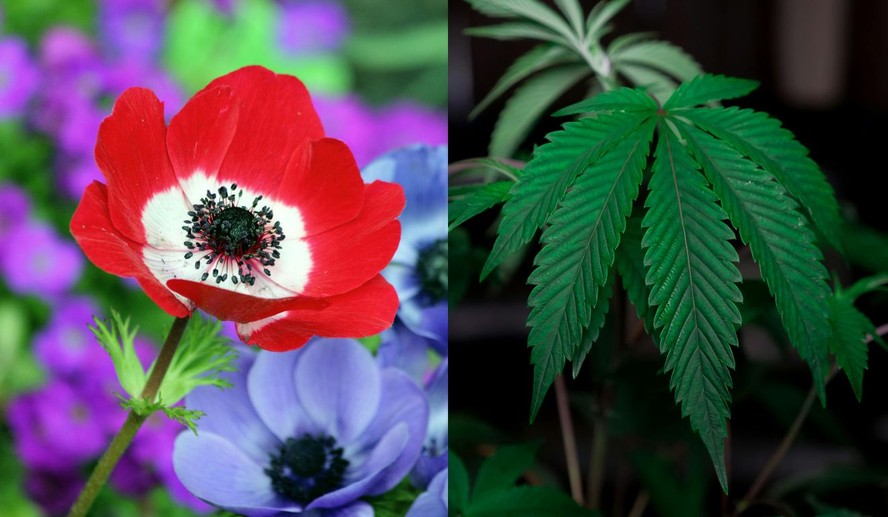 Do ópio à cannabis: saiba a história das plantas que desafiam o controle