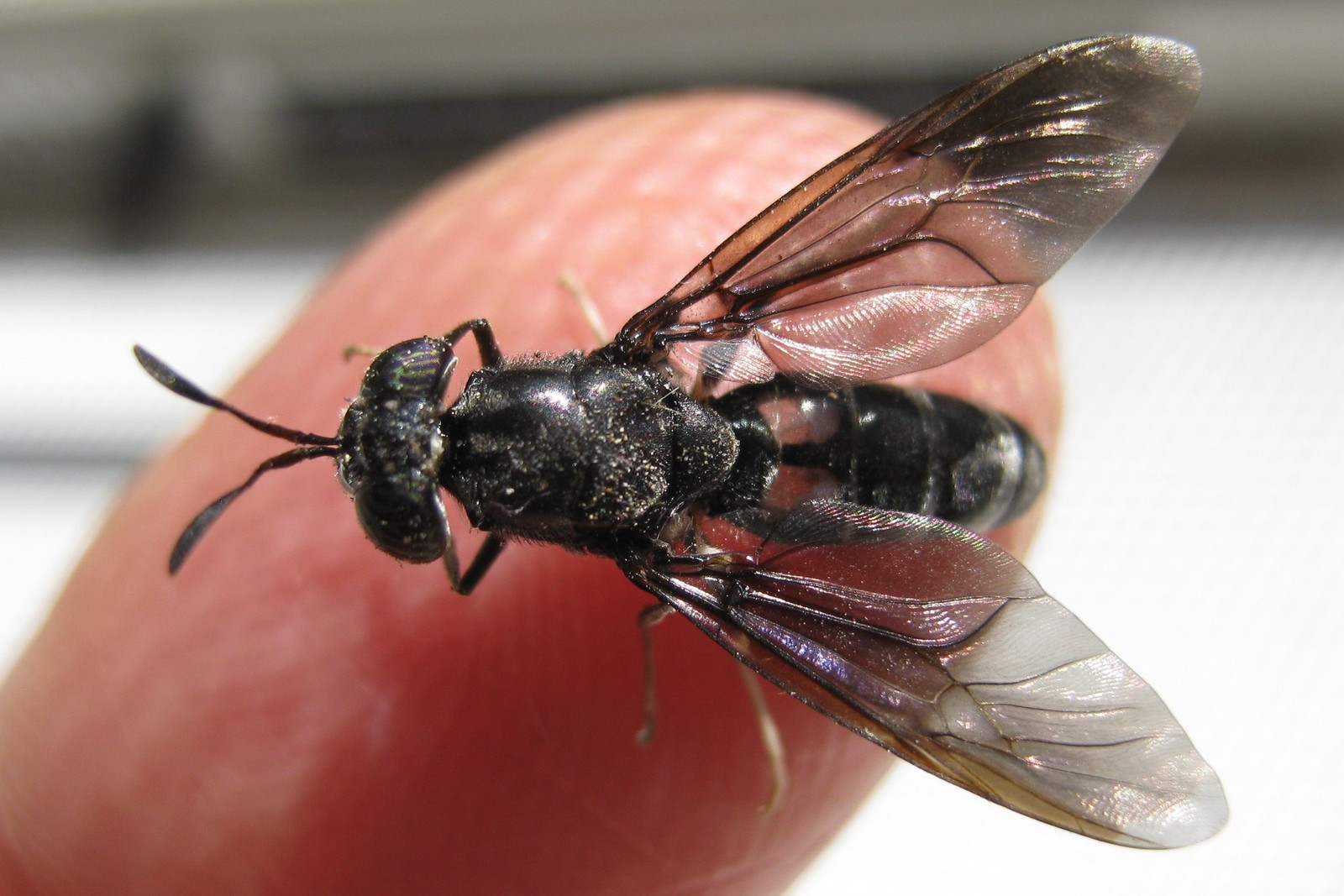 Hot dog do futuro: USP cria salsicha com extrato de mosca pouco ...