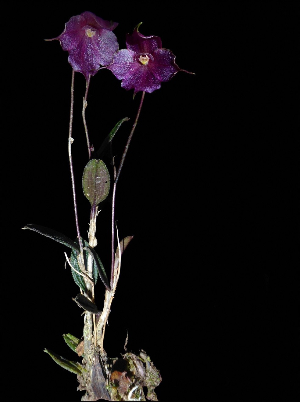 Nova espécie de orquídea é descoberta na Amazônia