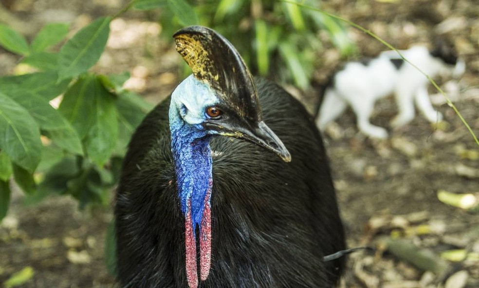 Casuar e píton: conheça parque paradisíaco habitado por animais ...