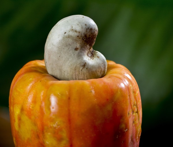 Pé de caju que dá? Estrela da Mocidade neste carnaval, produção da ...