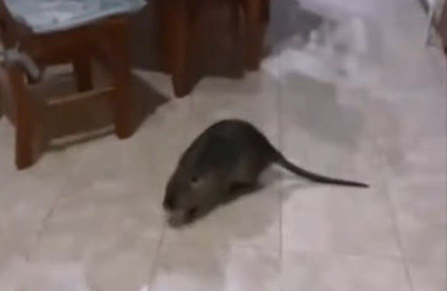'Capirrato': 'ratazana' de 9 quilos vira pet, e vídeo viraliza nas ...