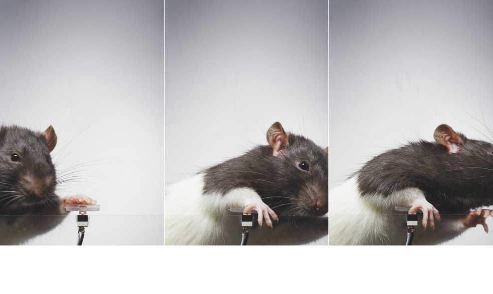 Você é um humano ou um rato?: Selfies tiradas por fotógrafos-roedores ...