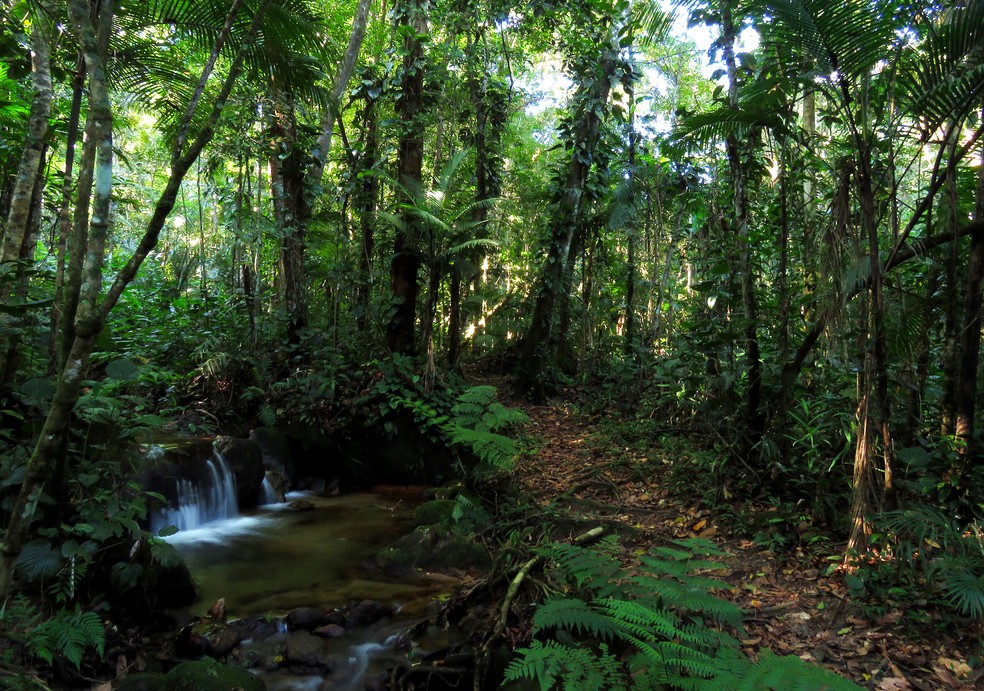 Na Serra do Mar, uma muralha de trilhas e belas paisagens em São Paulo