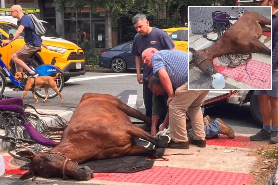 Égua de carruagem desmaia e morre em cruzamento famoso de Nova York; vídeo