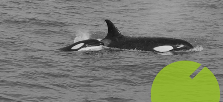 Orcas passeiam em volta de barco no mar de Búzios e surpreendem ...