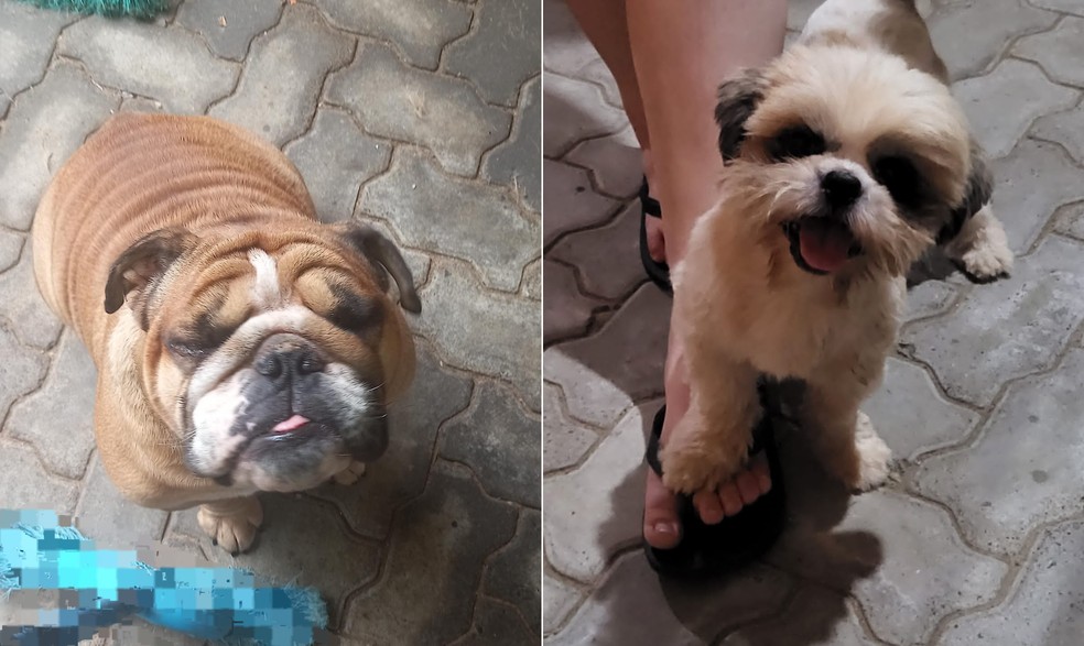 Chuvas no RS: tutores de animais recorrem a grupos online para ...