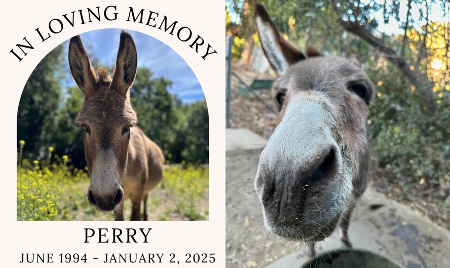 Burro que inspirou personagem de ‘Shrek’ morre aos 30 anos; conheça Perry