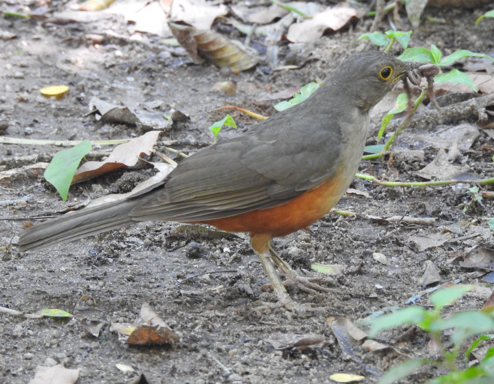 Ararinhas-azuis: animais com vírus letal são as últimas da espécie em ...
