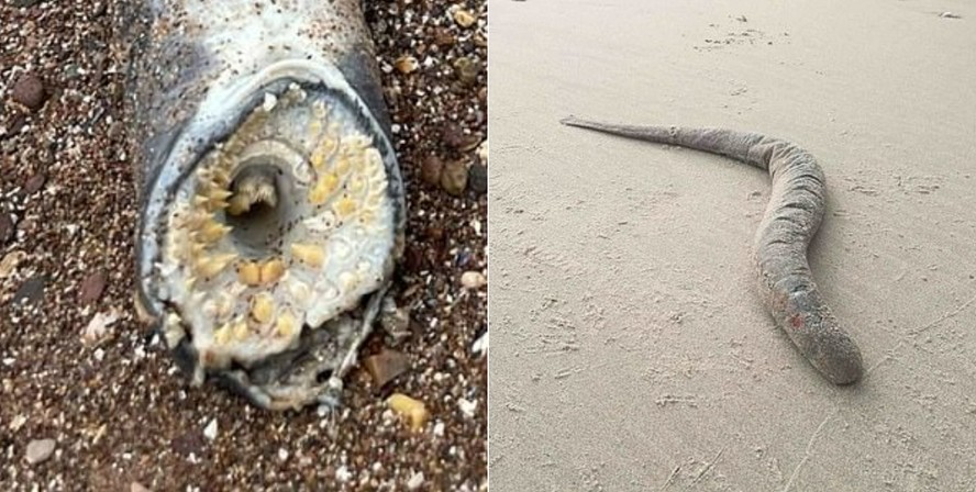 'Duna' da vida real? Homem encontra criatura chamada de 'peixe vampiro' na Inglaterra