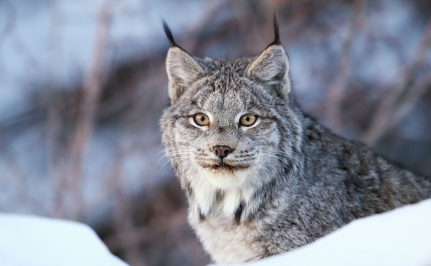 Camuflagem perfeita, predador inteligente e soberano na neve: conheça o ...