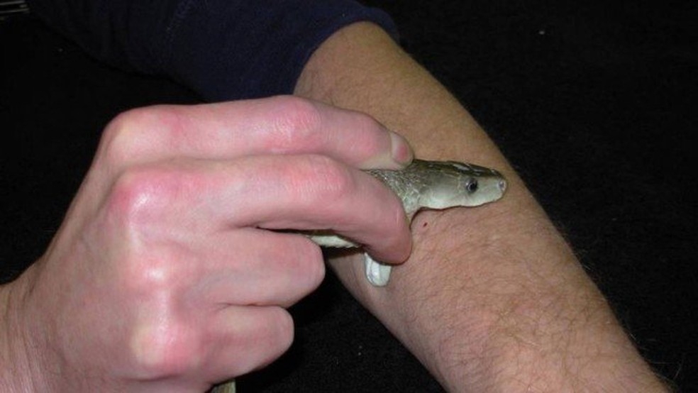 Conheça o homem que se deixou ser mordido 200 vezes por cobras e teve ...