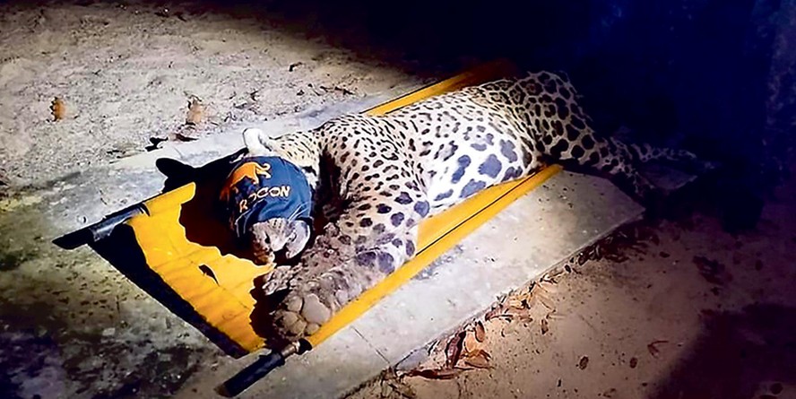 Primeiro ataque fatal de onça no Brasil em duas décadas mostra como a ...