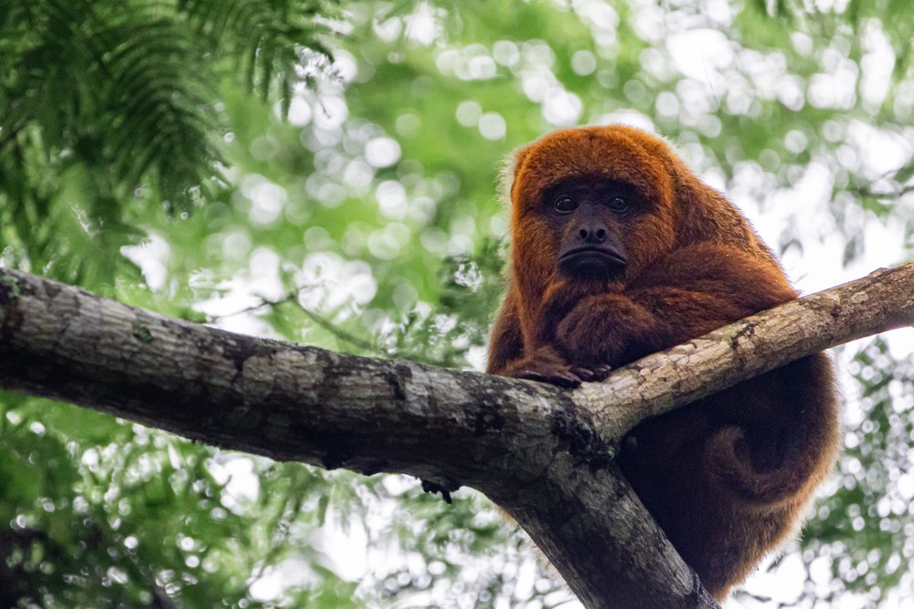 Permissão para indígenas morarem em área de preservação no Paraná gera ...
