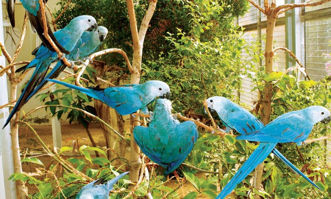 Ararinha-azul: espécie ameaçada de extinção ganhou destaque após ...
