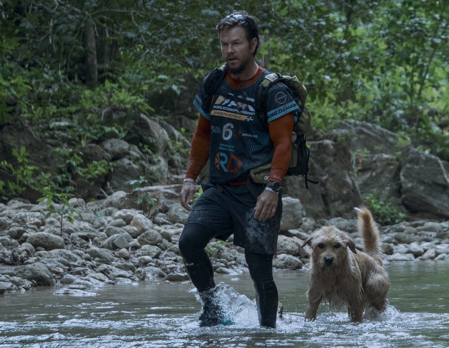 Conheça a história real do cachorro caramelo que atravessou a selva com ...