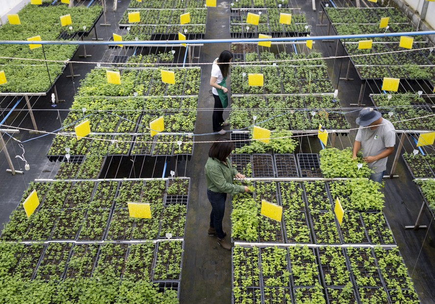 Cultivo de lúpulo cresce e amplia potencial de produção de cervejas ...