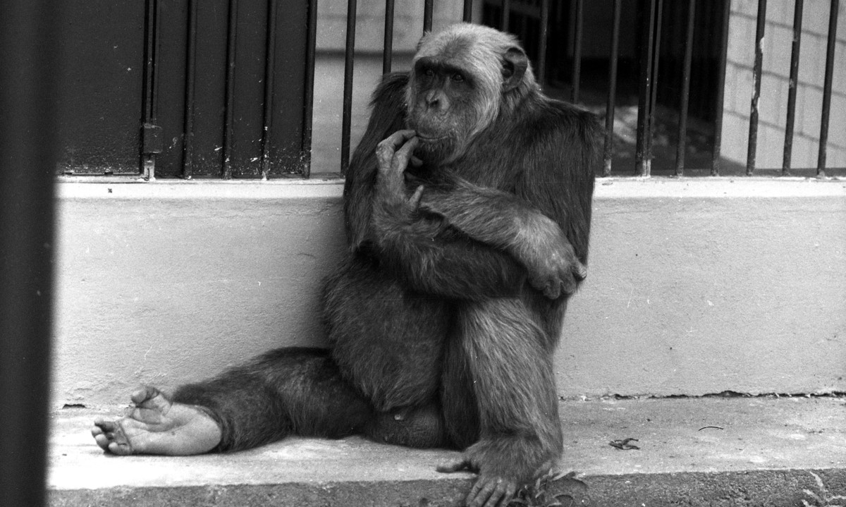 Personagem folclórico do Rio, Macaco Tião vira nome de cerveja ...