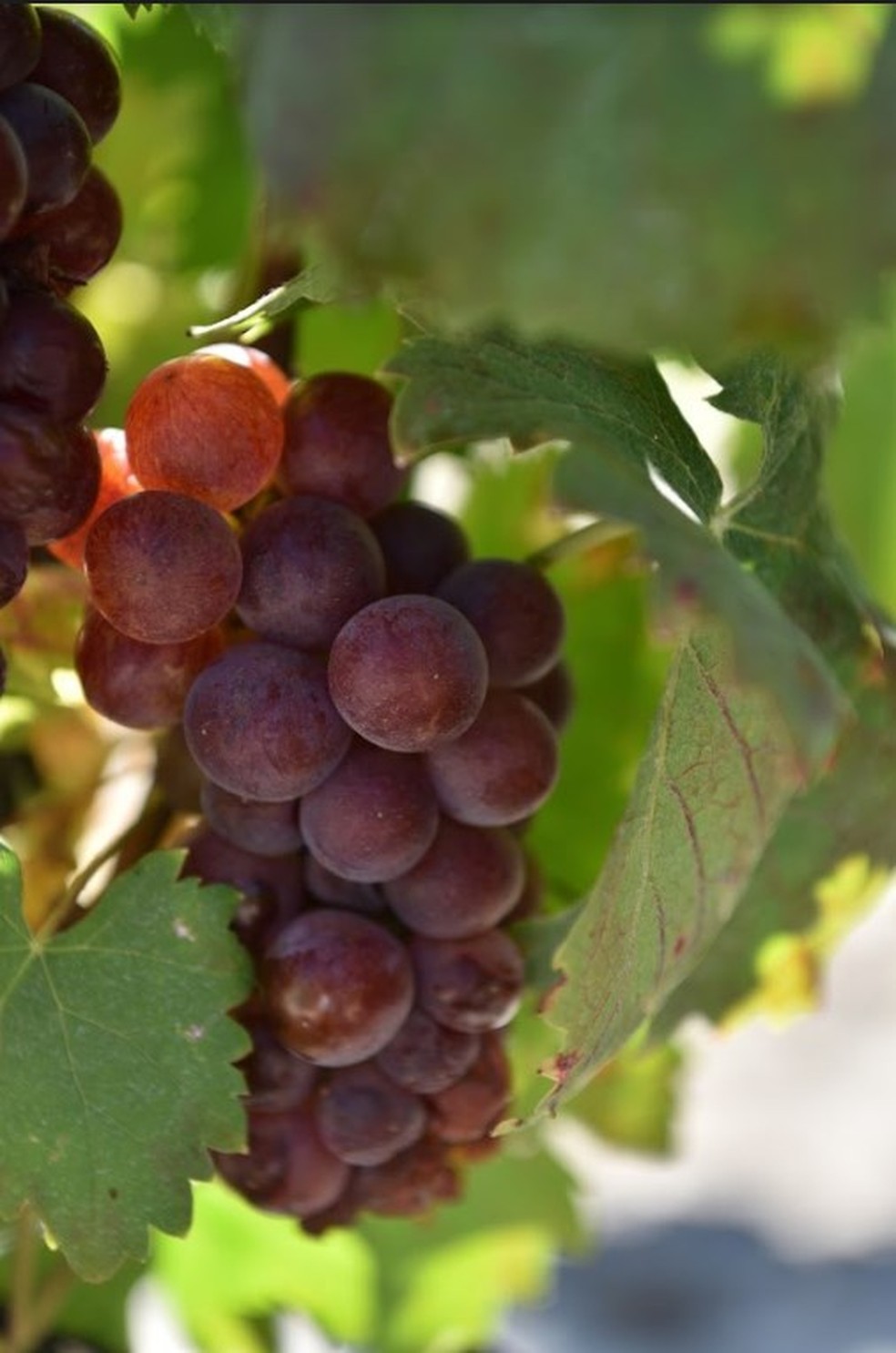 Os segredos dos vinhos da Península de Setúbal, onde foram plantadas as ...